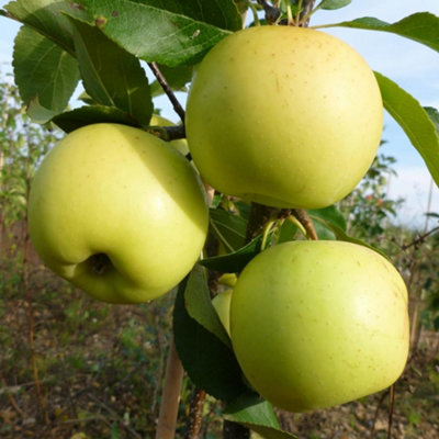 Apple (E) Greensleeves 1 Bare Root Tree (MM106 Rootstock)
