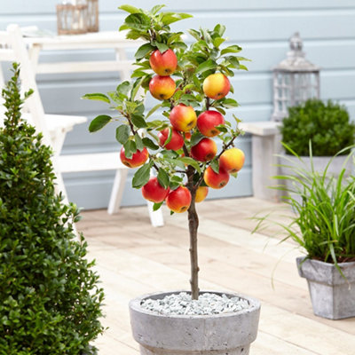 Apple Elstar Edible Dessert Apple Outdoor Fruit Tree Bare Root 1.2M