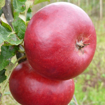 Apple Fiesta Edible Dessert Apple Outdoor Fruit Tree Bare Root 1.2M