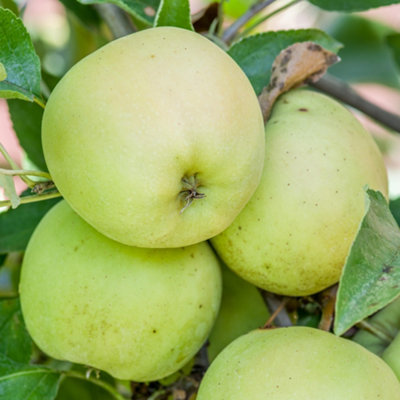 Apple Golden Delicious - Fruit Tree, Outdoor Garden Plant Patio Trees ...