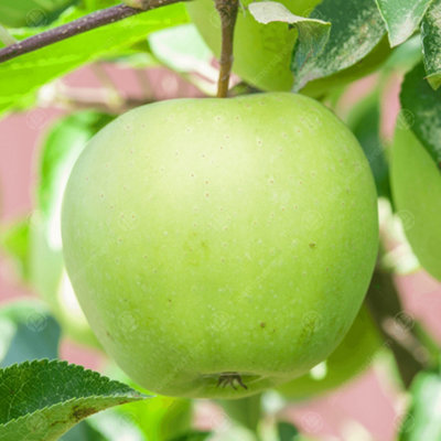 Apple Golden Delicious - Fruit Tree, Outdoor Garden Plant Patio Trees ...