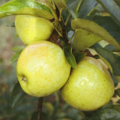 Apple Golden Delicious - Fruit Tree, Outdoor Garden Plant Patio Trees ...