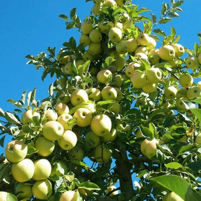 Apple Golden Delicious - Fruit Tree, Outdoor Garden Plant Patio Trees ...