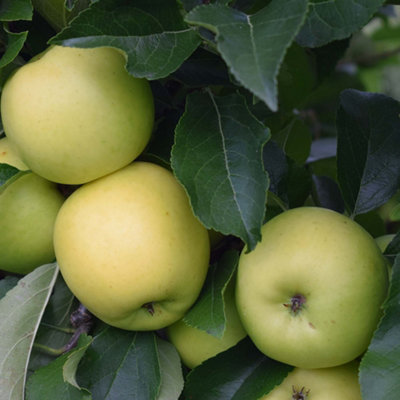 Apple Greensleeves Edible Dessert Apple Outdoor Fruit Tree Bare Root 1.2M