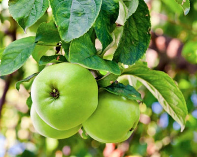 APPLE GREENSLEEVES FRUIT TREE 6FT TALL SUPPLIED IN A 12 LITRE POT BY ...