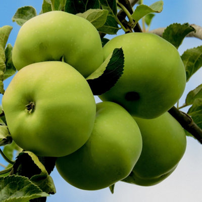 Apple Grenadier Cooking Outdoor Fruit Tree Bare Root MM106 Rootstock 1.2m