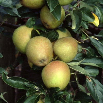 Apple Herefordshire Russet Edible Dessert Apple Fruit Tree Bare Root 1.2M