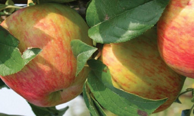 Apple Howgate Wonder Fruit Tree 6ft Tall Supplied in a 12 Litre Pot by ...