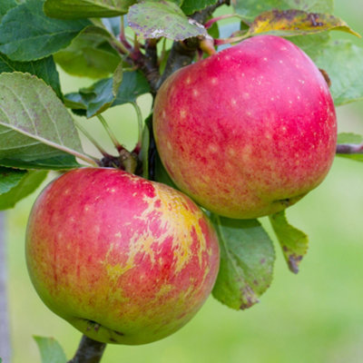 Apple James Grieve - Fruit Tree, Outdoor Garden Plant Patio Trees (4 ...