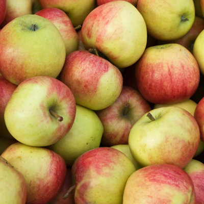 Apple Jonagold - Fruit Tree, Outdoor Garden Plant Patio Trees (4-5ft ...