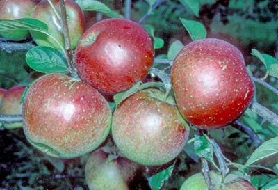 Apple Laxtons Superb Fruit Tree 6ft Tall Supplied in a 12 Litre Pot by ...