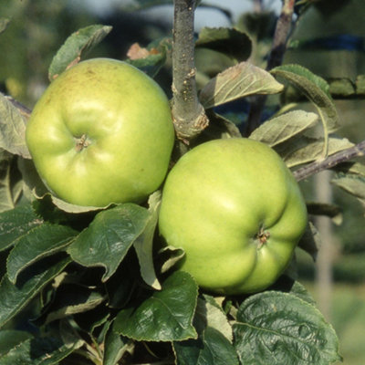 Apple Lord Derby Cooking Outdoor Fruit Tree Bare Root MM106 Rootstock 1.2m