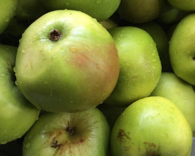 Apple Lord Derby Fruit Tree 6ft Tall Supplied in a 12 Litre Pot by ...