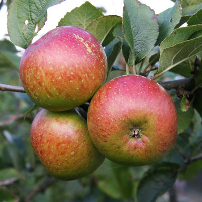 Apple Lord Lambourne Edible Dessert Apple Outdoor Fruit Tree Bare Root 1.2M
