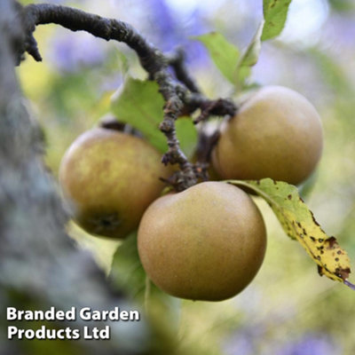 Apple (Malus) Egremont Russet (M26) 1 Bare Root Tree | DIY at B&Q