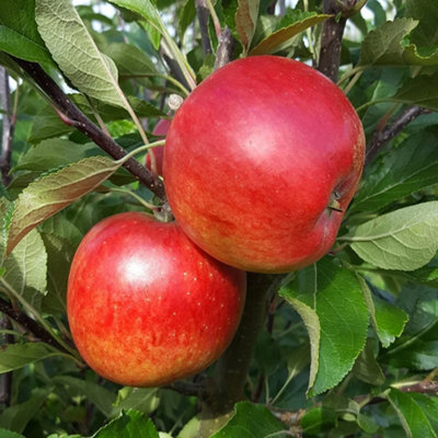 Apple Meridian Eating / Dessert Apple 12 Litre Pot Mm106 Root Stock 1 ...