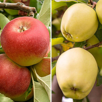 Apple Patio Duo Fruit Tree 'Elstar' & 'Golden Delicious' in a 3L pot ...
