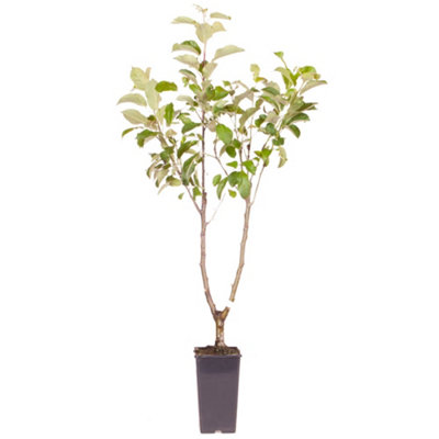 Apple Patio Duo Fruit Tree 'Elstar' & 'Golden Delicious' in a 3L pot ...