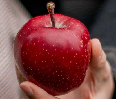 Apple Red Devil Fruit Tree 4-5ft Tall Supplied in a 7.5 Litre Pot by ...