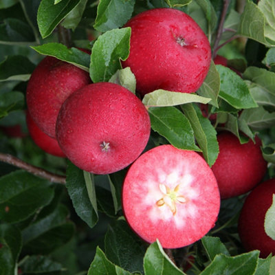 Apple Rosette Dual Purpose Eating / Cooking 11.5 Litre Pot M27 Root ...