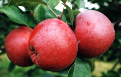 Apple Spartan Fruit Tree 6ft Tall Supplied in a 12 Litre Pot by ...