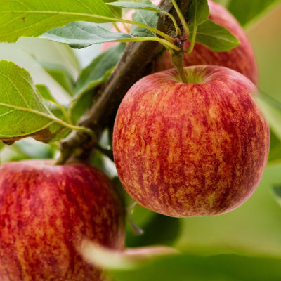 Apple Tree 'Gala' in 9cm Pot - Mini Malus Fruit Plant - Ideal for Patio ...