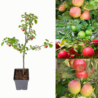 Apple Tree - Mixed Varieties - Patio Fruit Tree 2-4ft in 5 Litre Pot ...