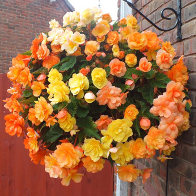 Apricot Aprigold Patio Fruit Tree in a 7.5L Pot