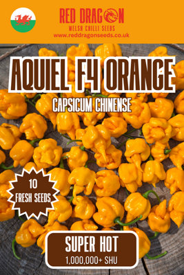 Aquiel F4 Orange Chilli Seeds for Growing Hot Peppers