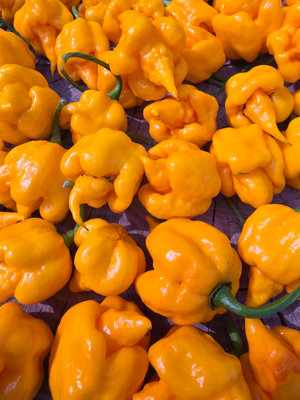 Aquiel F4 Orange Chilli Seeds for Growing Hot Peppers