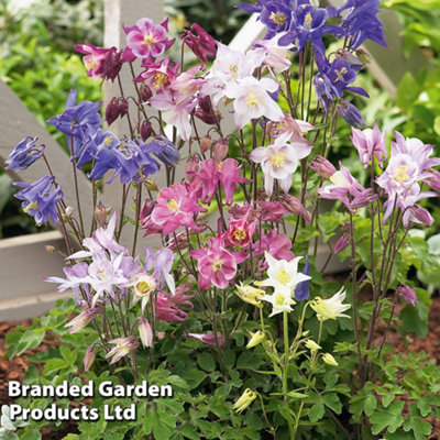 Aquilegia caerulea Biedermeier 1 Litre Potted Plant x 1