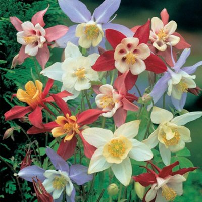Aquilegia caerulea Mrs Scott-Elliott 1 Litre Potted Plant x 2 | DIY at B&Q