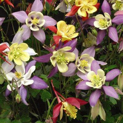 Aquilegia caerulea Mrs Scott-Elliott 1 Litre Potted Plant x 2