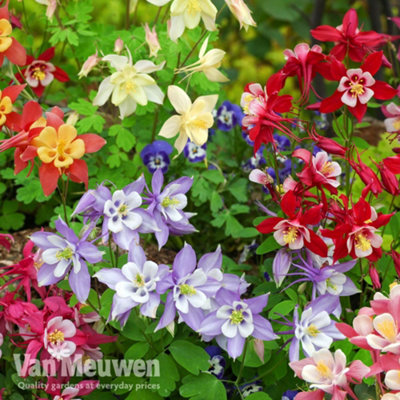 Aquilegia Mrs Scott Elliot 12 Plug Plants