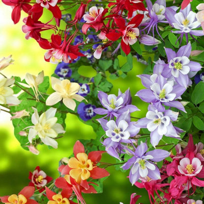 Aquilegia Mrs Scott Elliot Hybrids 9 x Bare Root - Mixed pastel blooms ...