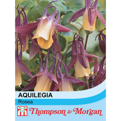 Aquilegia Rosea 1 Seed Packet (30 Seeds)