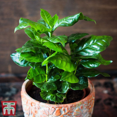 Arabian coffee plant 1 Seed Packet (30 Seeds)