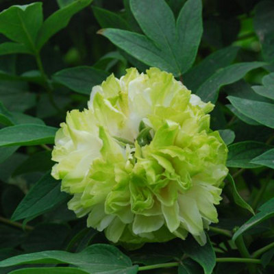 Arabis Caucasica Pixie Cream 1 Litre Pot x 1 | DIY at B&Q