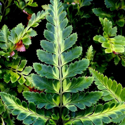 Arachnoides Aristata iegata East Indian Holly Fern 9cm Pot