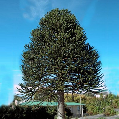 ARAUCARIA ARAUCANA MONKEY PUZZLE TREE OUTDOOR GARDEN STRONG HEALTHY ...