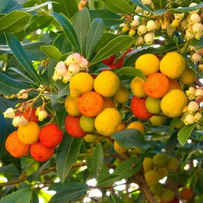 Arbutus Compacta Small Garden Fruit Tree - Evergreen Foliage, Compact ...