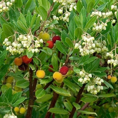 Arbutus Compacta Small Garden Fruit Tree - Evergreen Foliage, Compact ...