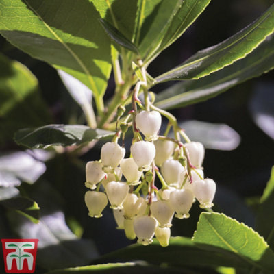 Arbutus Unedo Compacta (Strawberry Tree) 9cm Potted Plant x 3
