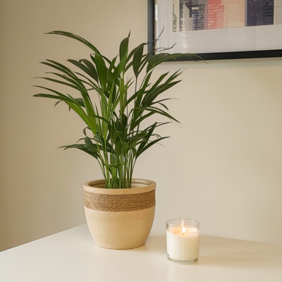 Areca Palm (Butterfly Palm), Indoor House Plant, Easy to Care For, 50 ...