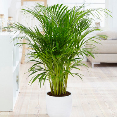 Areca Palm (Butterfly Palm), Indoor House Plant, Easy to Care For, 50 ...