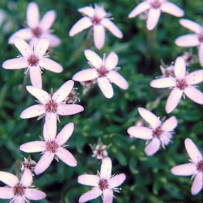 Arenaria Purpurascens Pink Sandwort 9cm Pot Alpine Perennial Plant