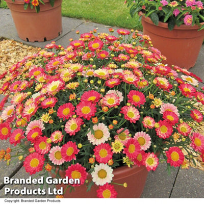Argyranthemum aramis Apricot 3 Litre Potted Plant x 1