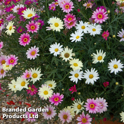 Argyranthemum Aramis Collection 10 jumbo Plug Plant