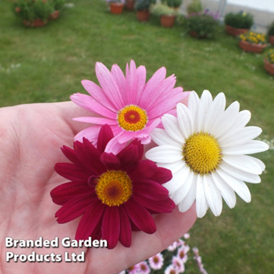 Argyranthemum Aramis Collection 10 jumbo Plug Plant