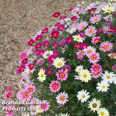 Argyranthemum Aramis Collection 5 jumbo Plug Plant